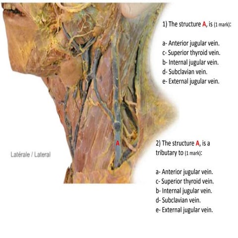 Uottawa preparation anatomy quiz | PPTX