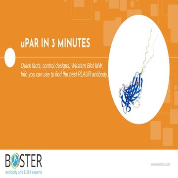 Learn uPAR in 3 minutes | Urokinase plasminogen activator surface ...