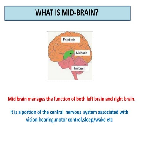 Mid Brain Activation for children | PPT