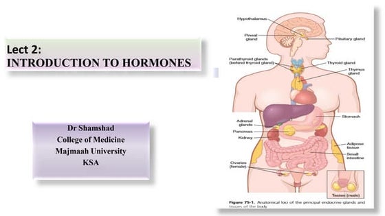 Endocrine system parta | PPT