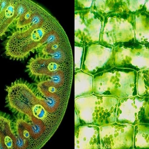 Updated_Living_Things_Are_Made_Up_of_Cells-1.pptx