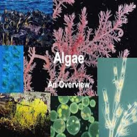 General characteristics of algae give you in depth details.pptxpptx | PPTX