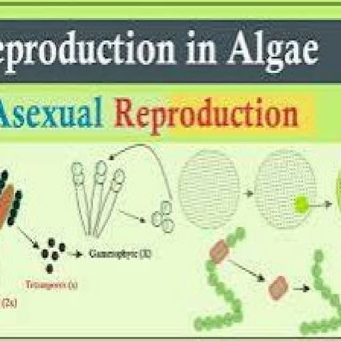 Life cycle of algae | PPTX