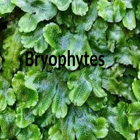 General characteristics of bryophytes.pptx