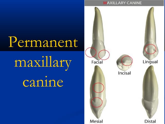 Upper First Molar Ppt