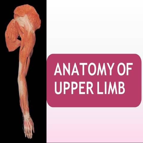 Shoulder, Elbow, and Hand Anatomical Lecture | PPT