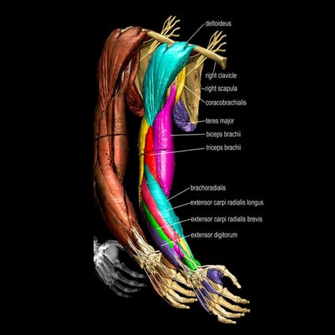 upper extremity and anatomy for medical use.ppt
