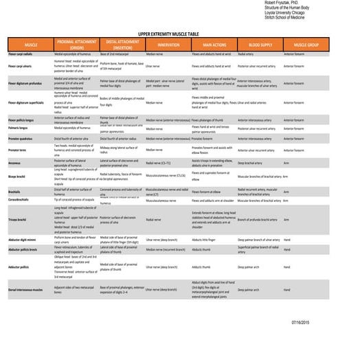 upperextremitymuscletable (1).docx