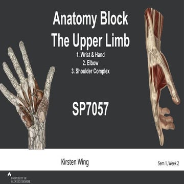 Muscular anatomy of upper limb, MRI Anatomy | PDF