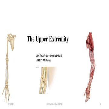 Upper limbs1 | PPTX