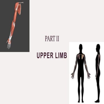 UPPER LIMBS PRAC.ANATOMY-1.pptx to you you | PPTX
