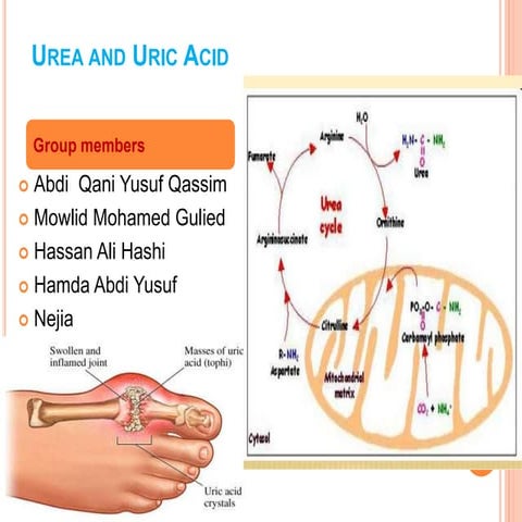 Urea and Uric acid | PPTX