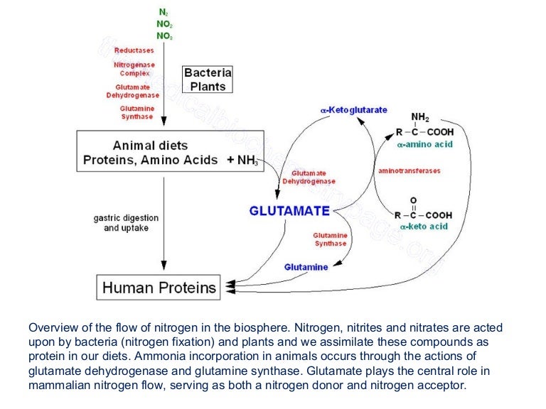 Urea Cycle And Defects With Mnemonics Epomedicine