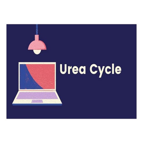 Urea Cycle | Energetics of Urea Cycle | Regulation of Urea Cycle ...