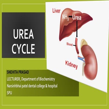 Urea cycle and disorder | PPTX