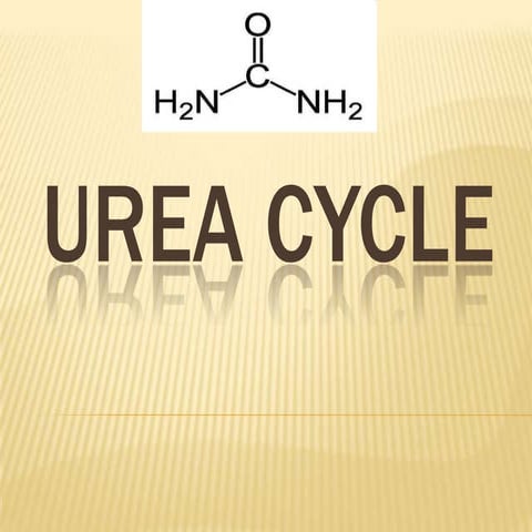 UREA CYCLE | PPTX