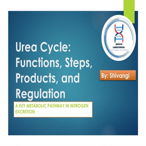 Urea________Cycle_______Presentation.pptx