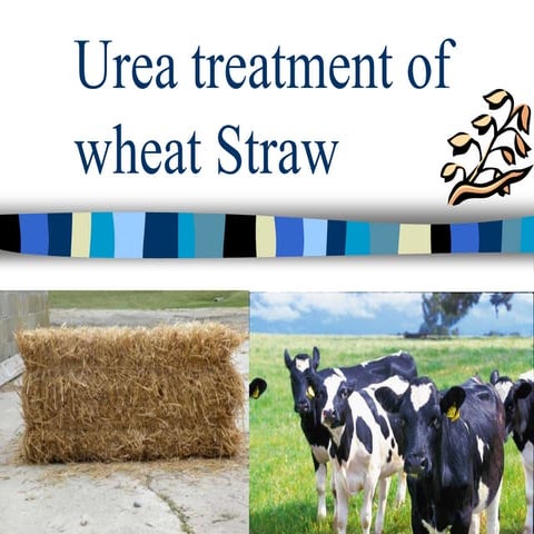 Urea treatment of wheat straw | PPTX