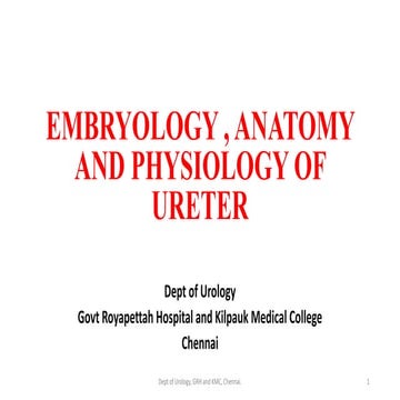 URETER - ANATOMY, PHYSIOLOGY, EMBRYOLOGY | PDF