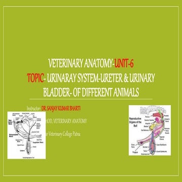 URETER___UB_DOMESTIC_ANIMAL-N veterinary.pptx