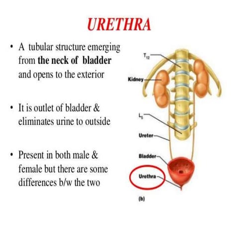 Urethra | PPT