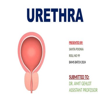 Amatomy urethra-240130100558-5a9b9119.pptx