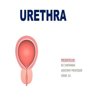 URETHRA.pptx