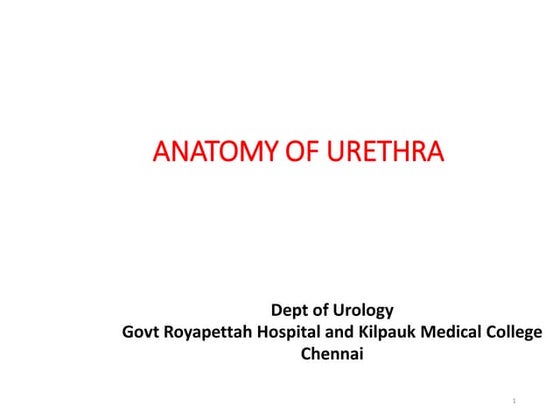 Anatomy of Urethra.pptx | Reproductive Health | Diseases and Conditions