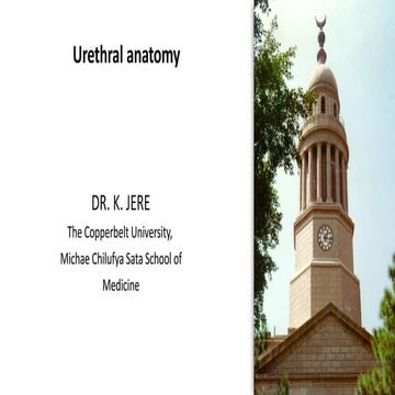 The anatomy of the urethra..........pptx