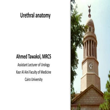 Urethral anatomy | PPTX
