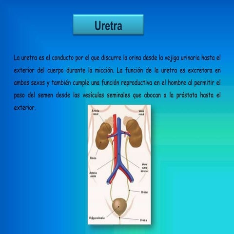 Diagrama De Anatomía Femenina De La Uretra Uretra Femenina | Gloria