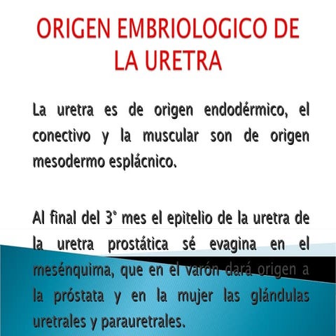 Uretra femenina-Clase Anatomia | PPTX