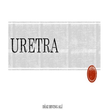 Uretra femenina-Clase Anatomia | PPTX