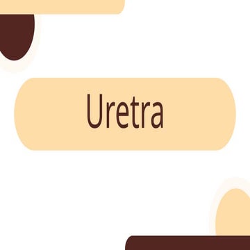 Uretra femenina-Clase Anatomia | PPTX