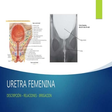Imágenes De Anatomía De La Uretra Femenina Anatomia2 | #TP9 E4.1: