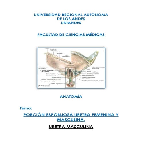Uretra femenina-Clase Anatomia | PPTX