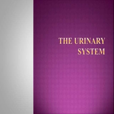 urinary system | PPT