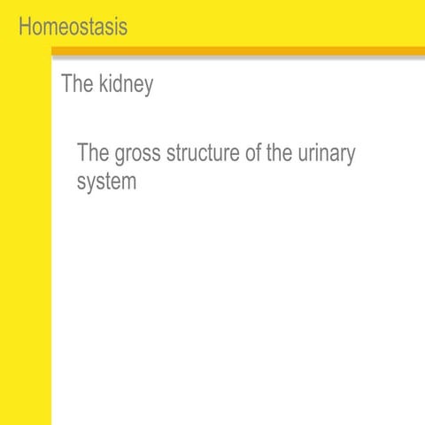 Urinary System 2 | PPT