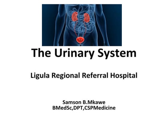 Urinary System☆.pptx5684578899645778998544 | PPT