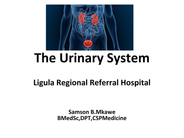 Urinary System Notes | PPT