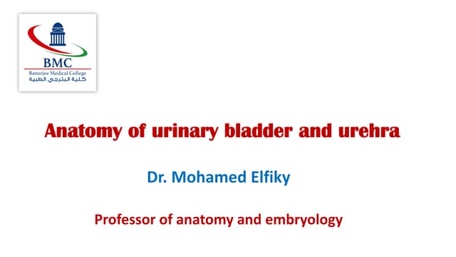 Urinary bladder (Anatomy) | PPTX