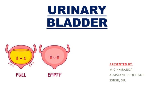 Urinary bladder (Anatomy) | PPTX