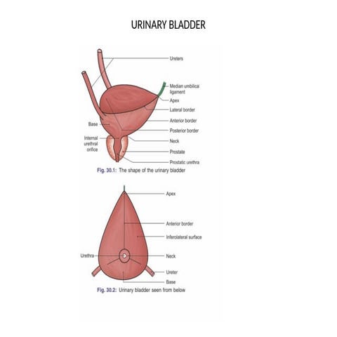 urinary bladder... system............PPTX