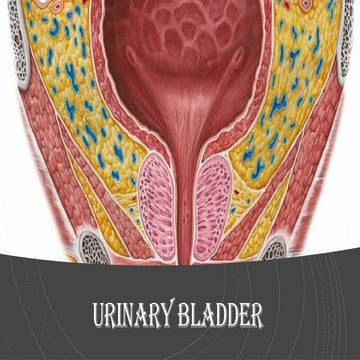 Urinary Bladder Anatomy parts blood supply.pptx