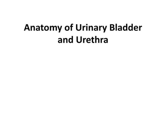 Urinary bladder (Anatomy) | PPTX