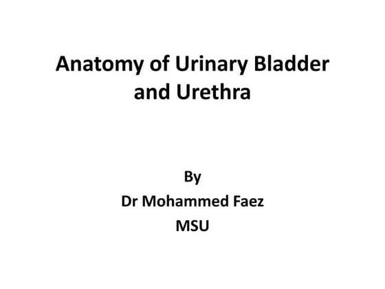 Urinary bladder (Anatomy) | PPTX