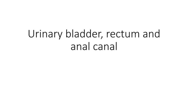 Lecture 2- Anatomy of Ureter, Urinary Bladder & Urethra.ppt