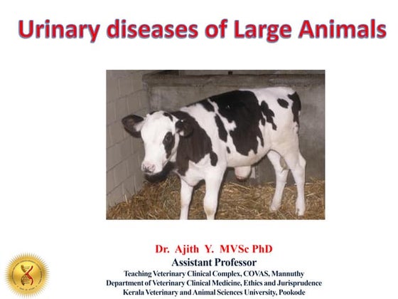 Urolithiasis in domestic animals | PPTX | Chemistry | Science