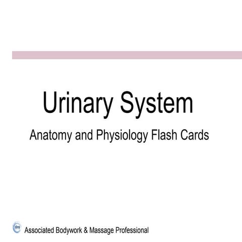 Urinary flash cards | PPT