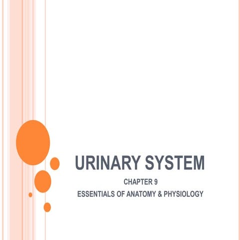 Urinary System | PPTX